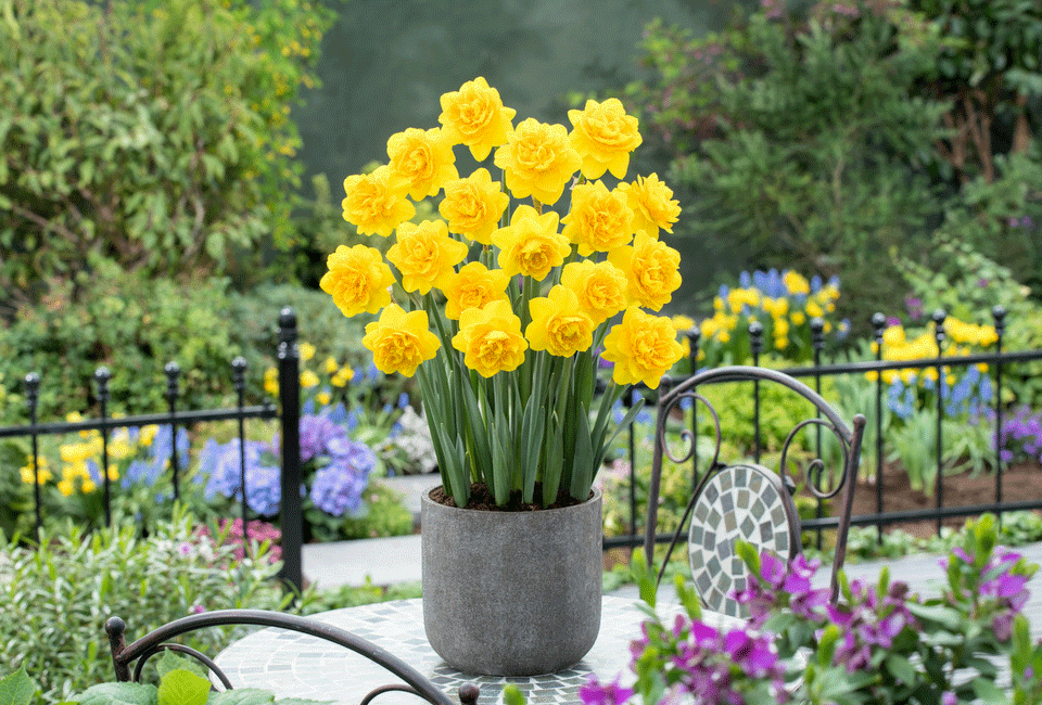 80 dubbele Narcissen bloembollen - Outspot