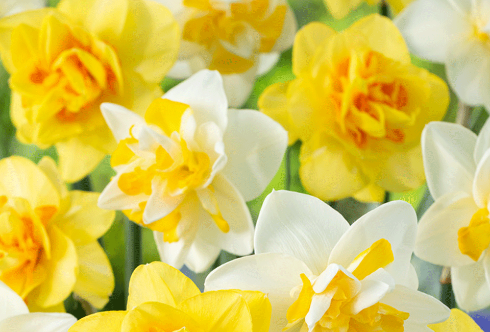 80 dubbele Narcissen bloembollen - Outspot